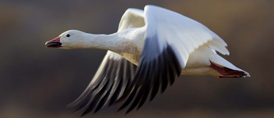 Overview | Snow Goose Festival of the Pacific Flyway